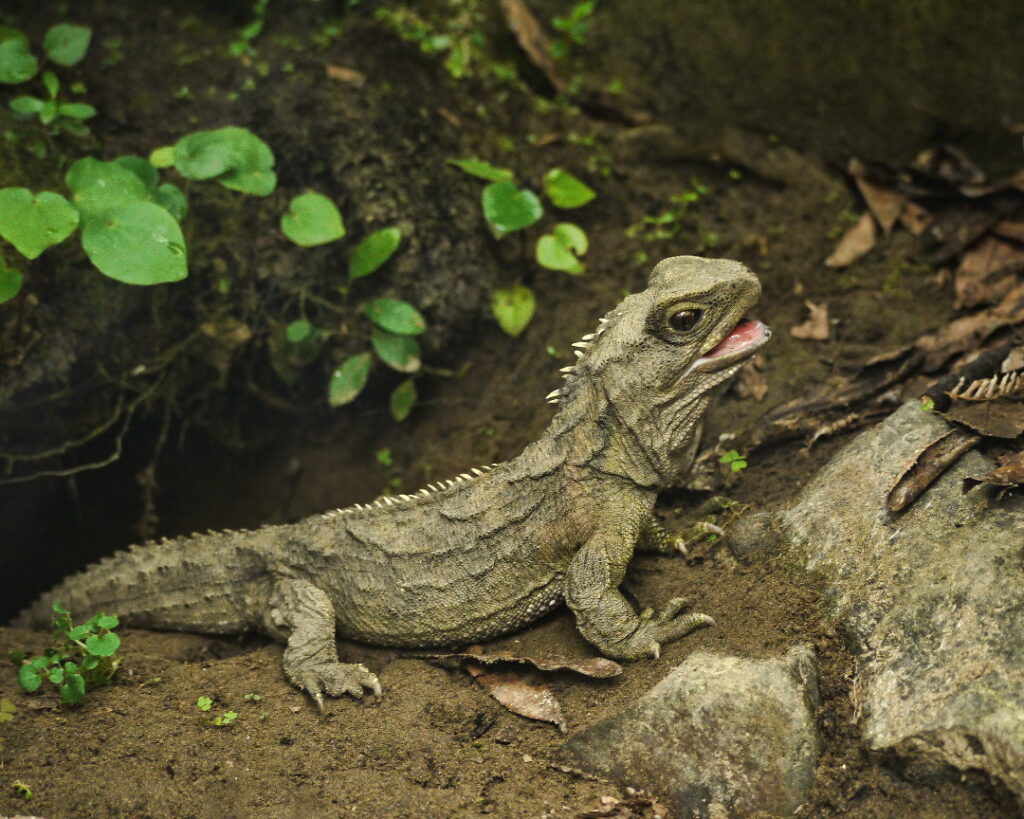 10 Oldest Reptile Species Still Alive