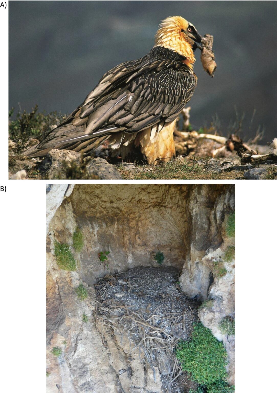 Scientists Unearth 600-Year-Old Human Relics Hidden in Giant Vulture Nests