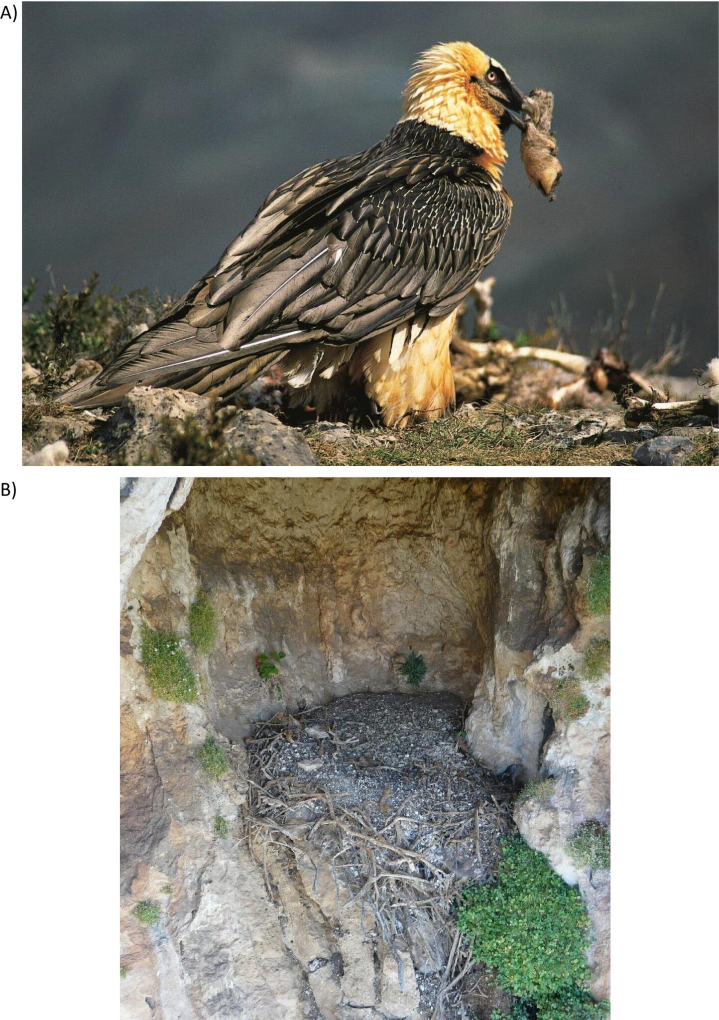 Scientists Unearth 600-Year-Old Human Relics Hidden in Giant Vulture Nests