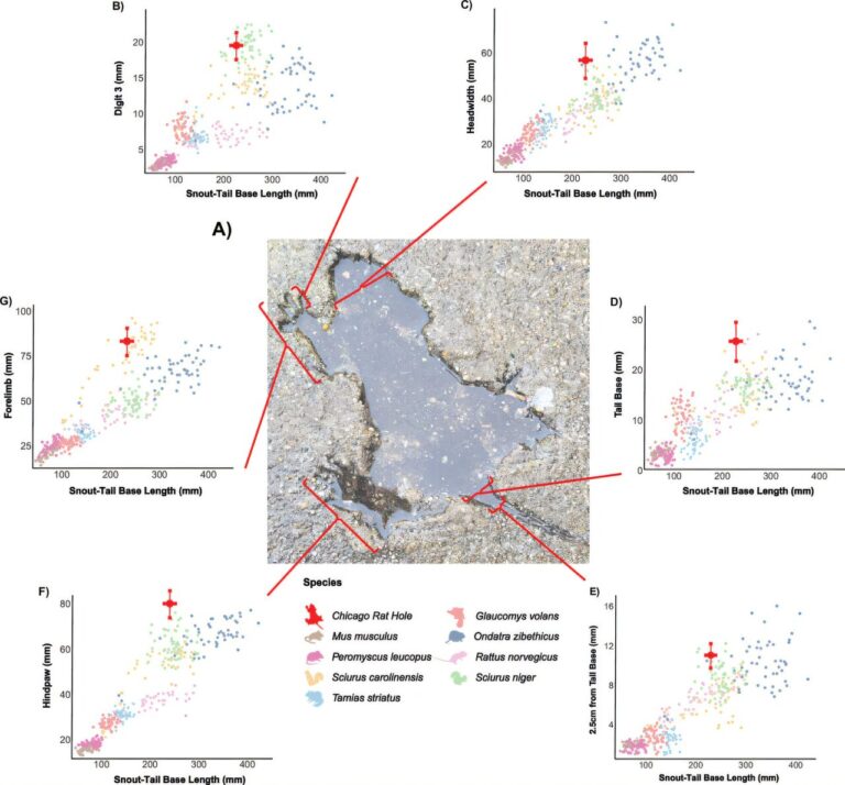 The ‘Chicago Rat Hole’ Wasn’t a Rat at All—Scientists Reveal the ...
