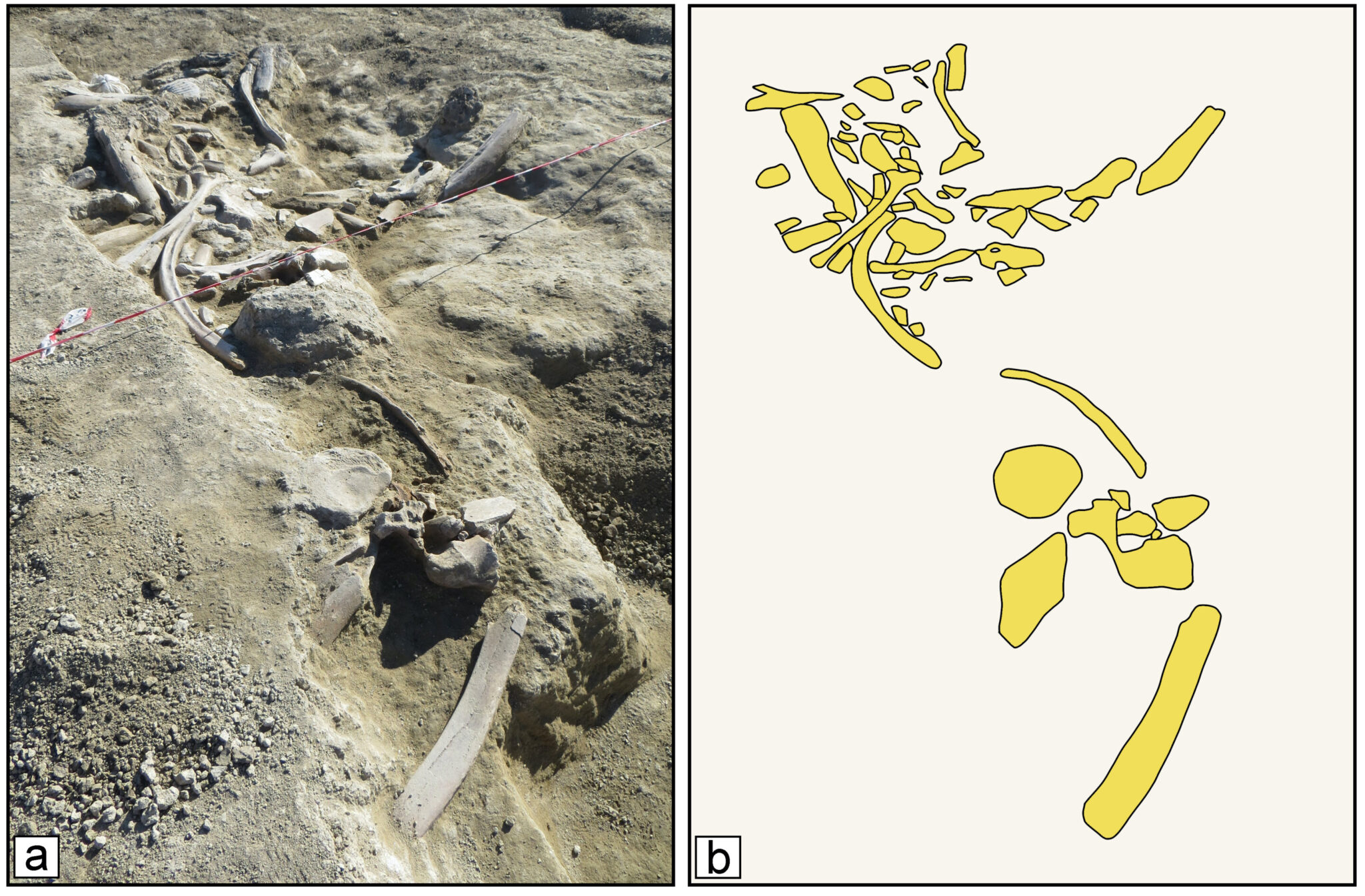 Archaeologists Uncover 400,000-Year-Old “Elephant Feast” Site Near Rome ...