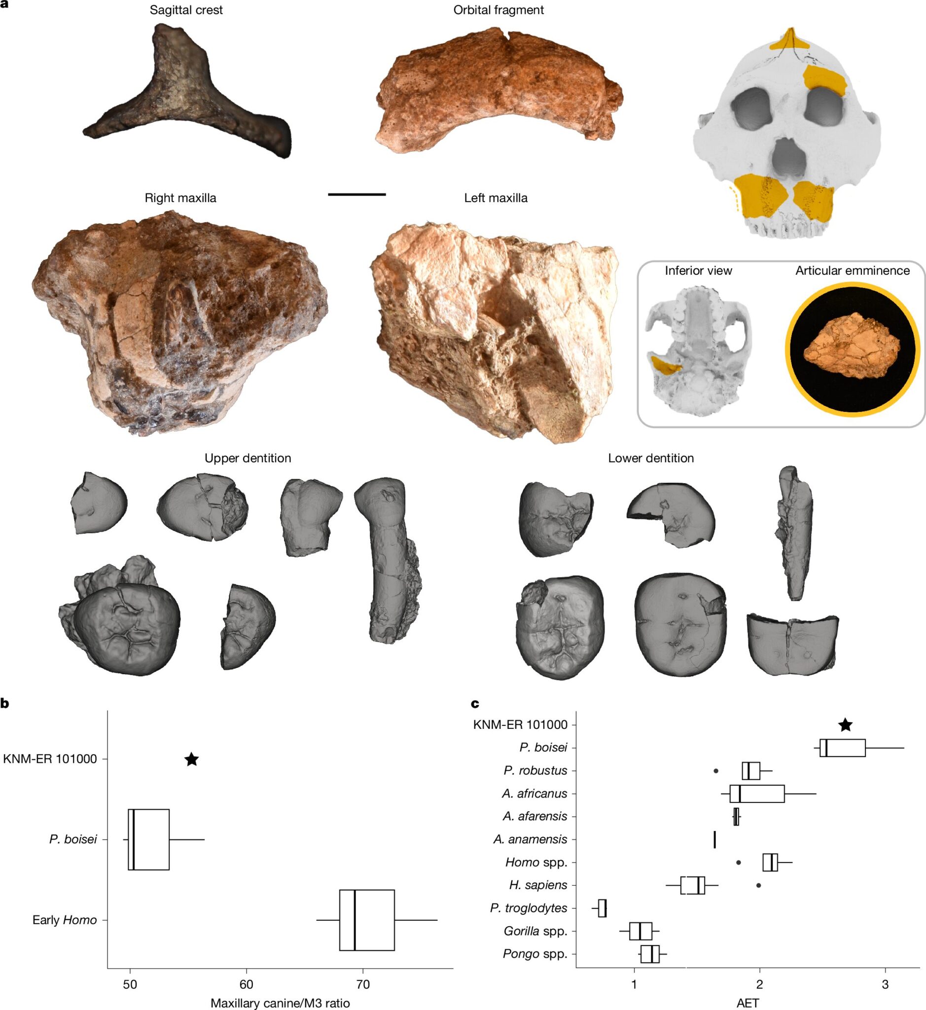 Ancient Human Cousin Had Hands Like Ours, Grip Like a Gorilla — And It ...