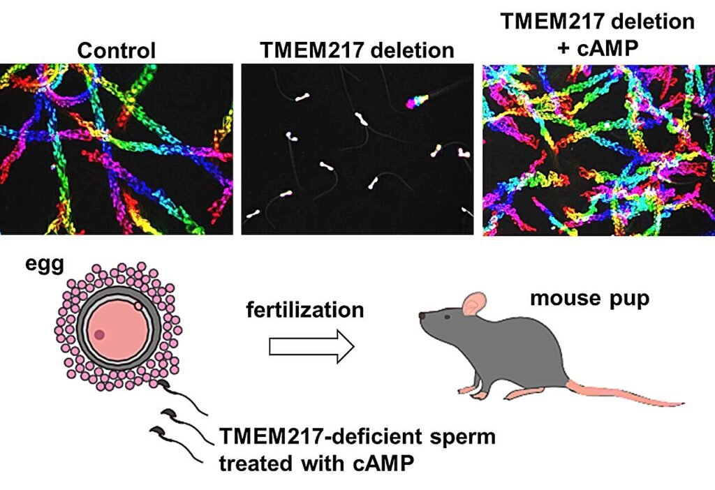 Scientists Discover “Switch” That Can Instantly Revive Immotile Sperm ...