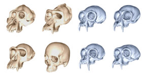 Humans Evolved Faster Than Any Other Ape — Scientists Reveal the ...