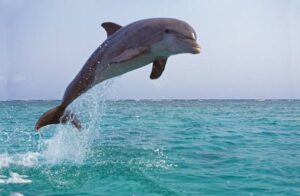 12 Animals That Can Survive Without Water
