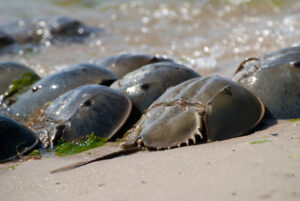 18 Most Social Animals and How They Communicate