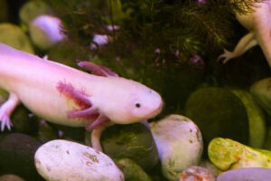 15 Animals That Regrow Body Parts