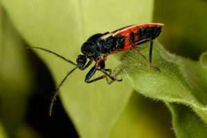 10 Most Fascinating Insects You’ve Never Heard Of