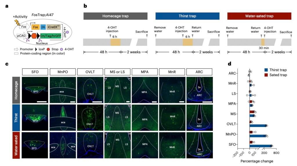 Scientists Discover How Your Brain Knows When You’ve Had Enough Water ...
