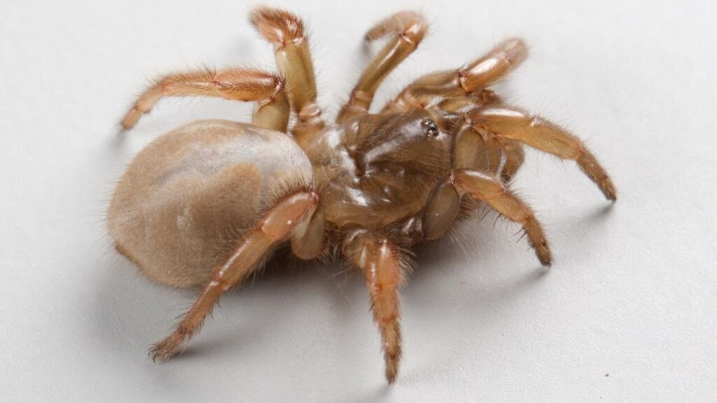 This Mysterious Trapdoor Spider Has Been Hiding Under California’s ...