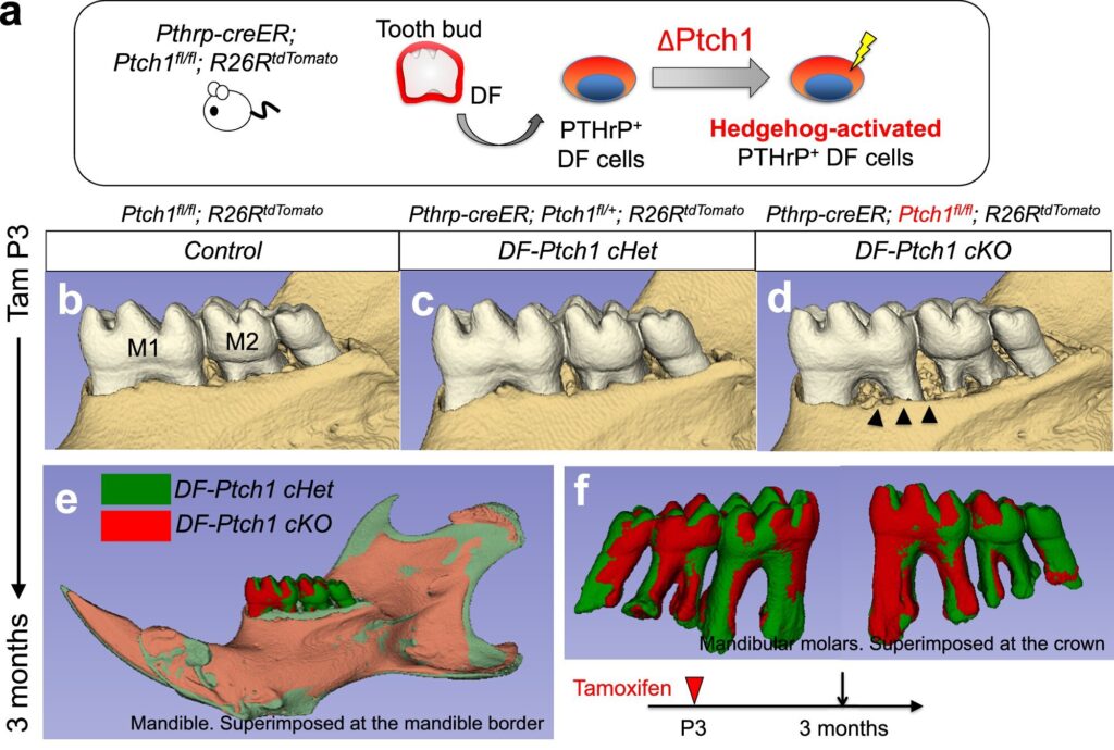 Scientists Discovered the Secret to Regrowing Teeth — And It’s Hidden ...