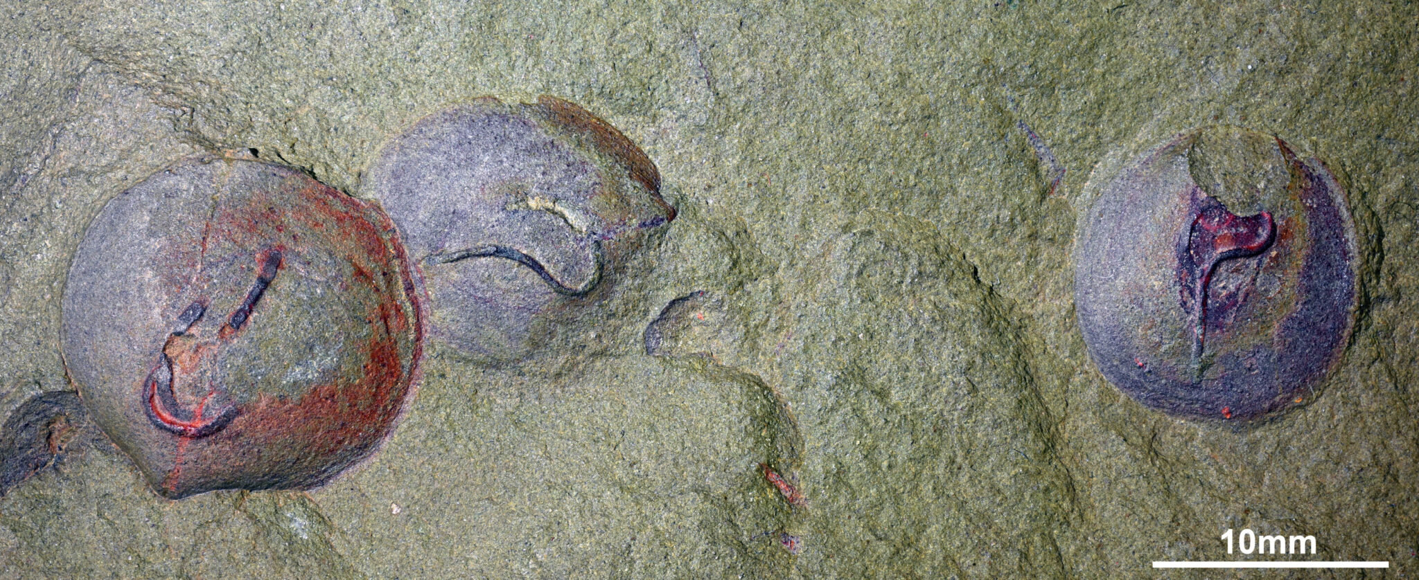 Scientists Discover 480-Million-Year-Old Parasite Still Attacking ...