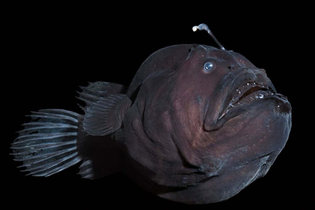 The Most Bizarre Deep-Sea Creatures Ever Discovered