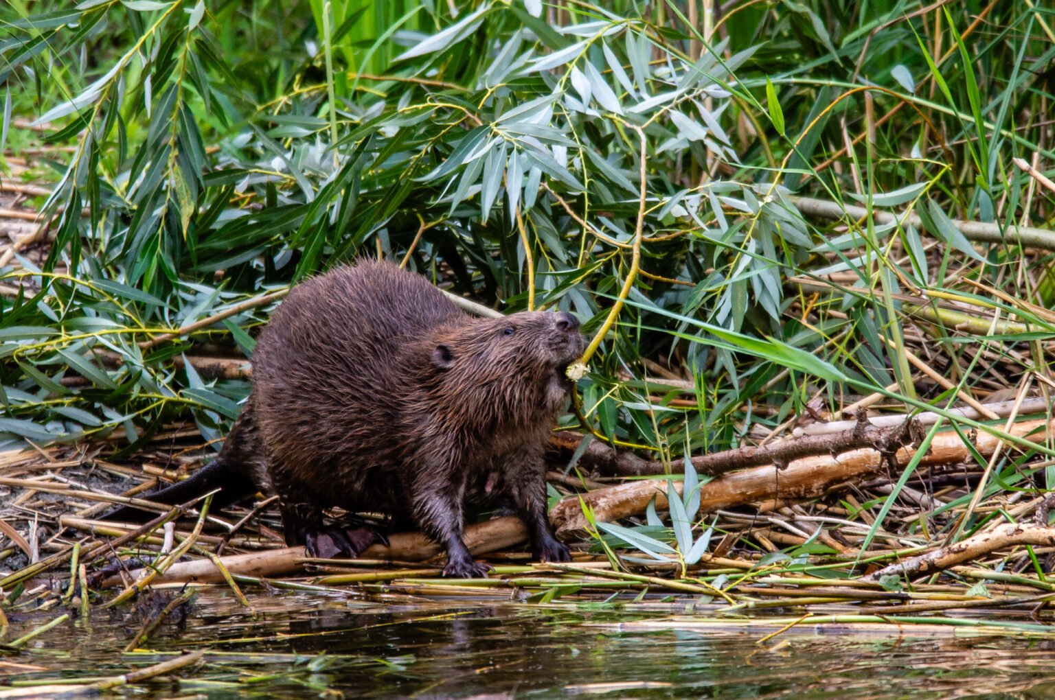 Beavers Are Secretly Saving Endangered Bats — New Study Reveals a ...