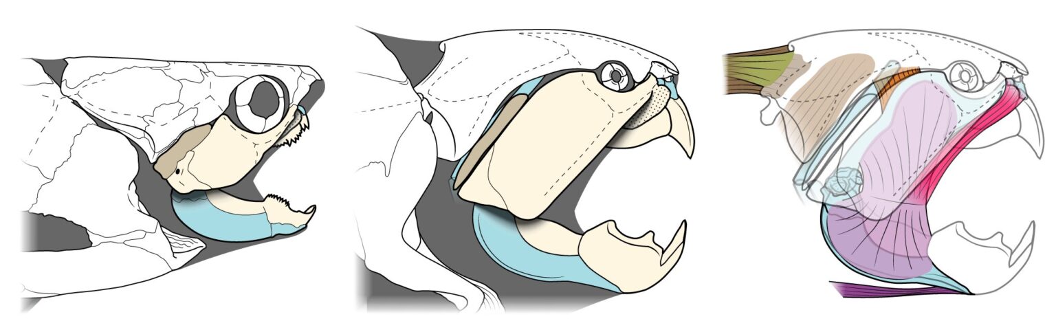 Dunkleosteus Wasn't What We Thought: New Study Reveals Surprising ...