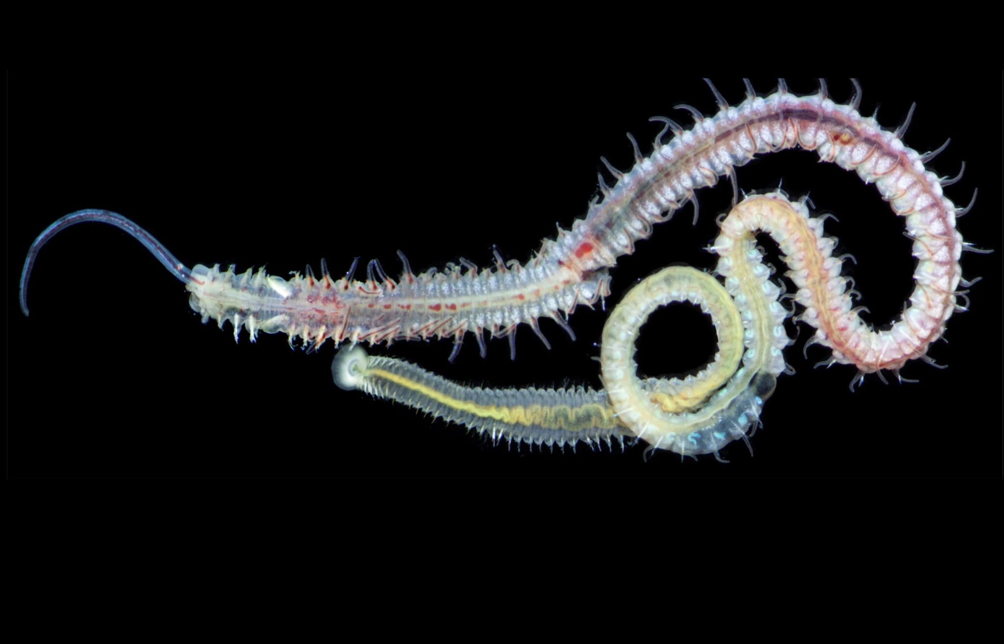 Scientists Discover 480-Million-Year-Old Parasite Still Attacking ...