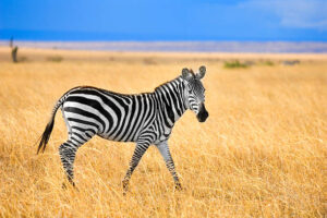 Why Zebras Have Stripes: A Scientific Mystery Explained