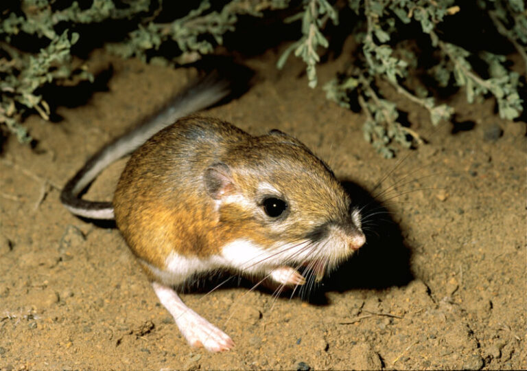 10 Most Adaptable Animals on the Planet