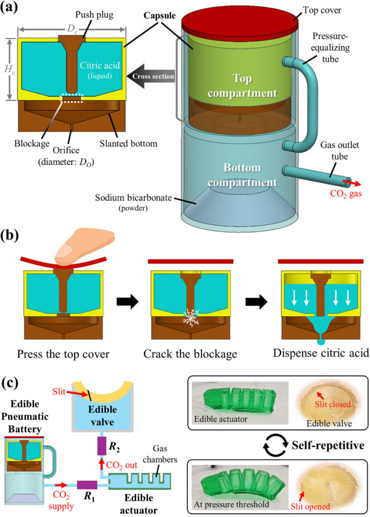 Scientists Create Edible Robots That Eat and Disappear—Powered by ...