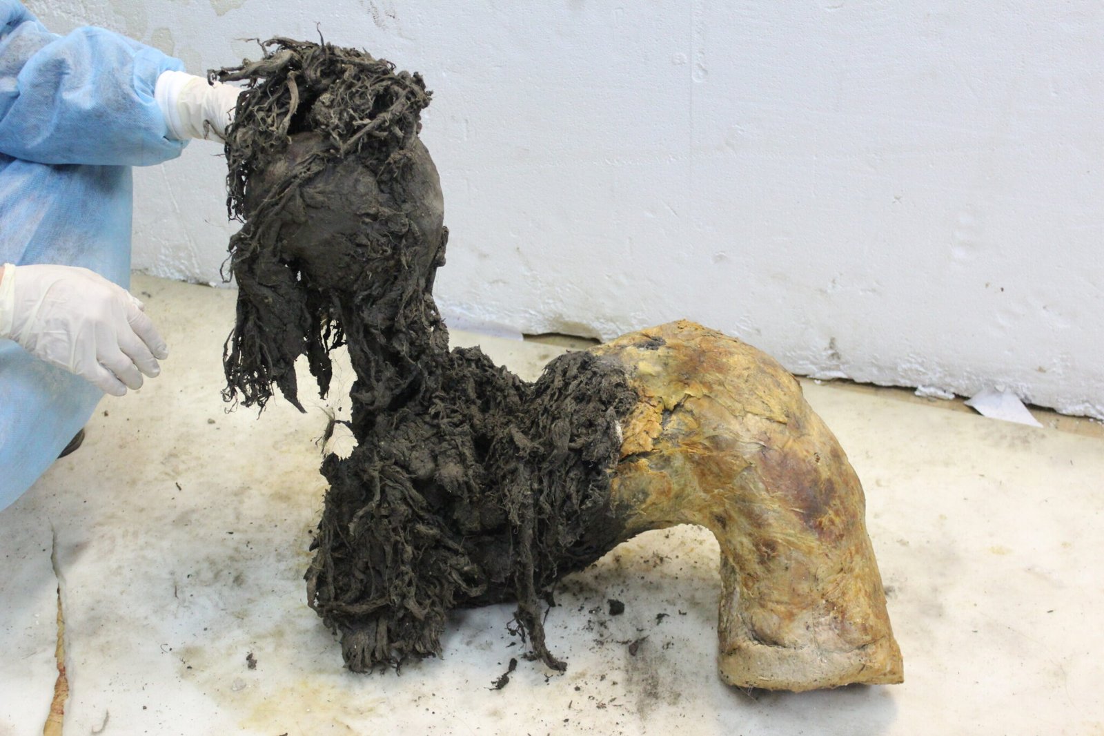 Scientists Recover 40,000-Year-Old RNA From a Woolly Mammoth — And It ...