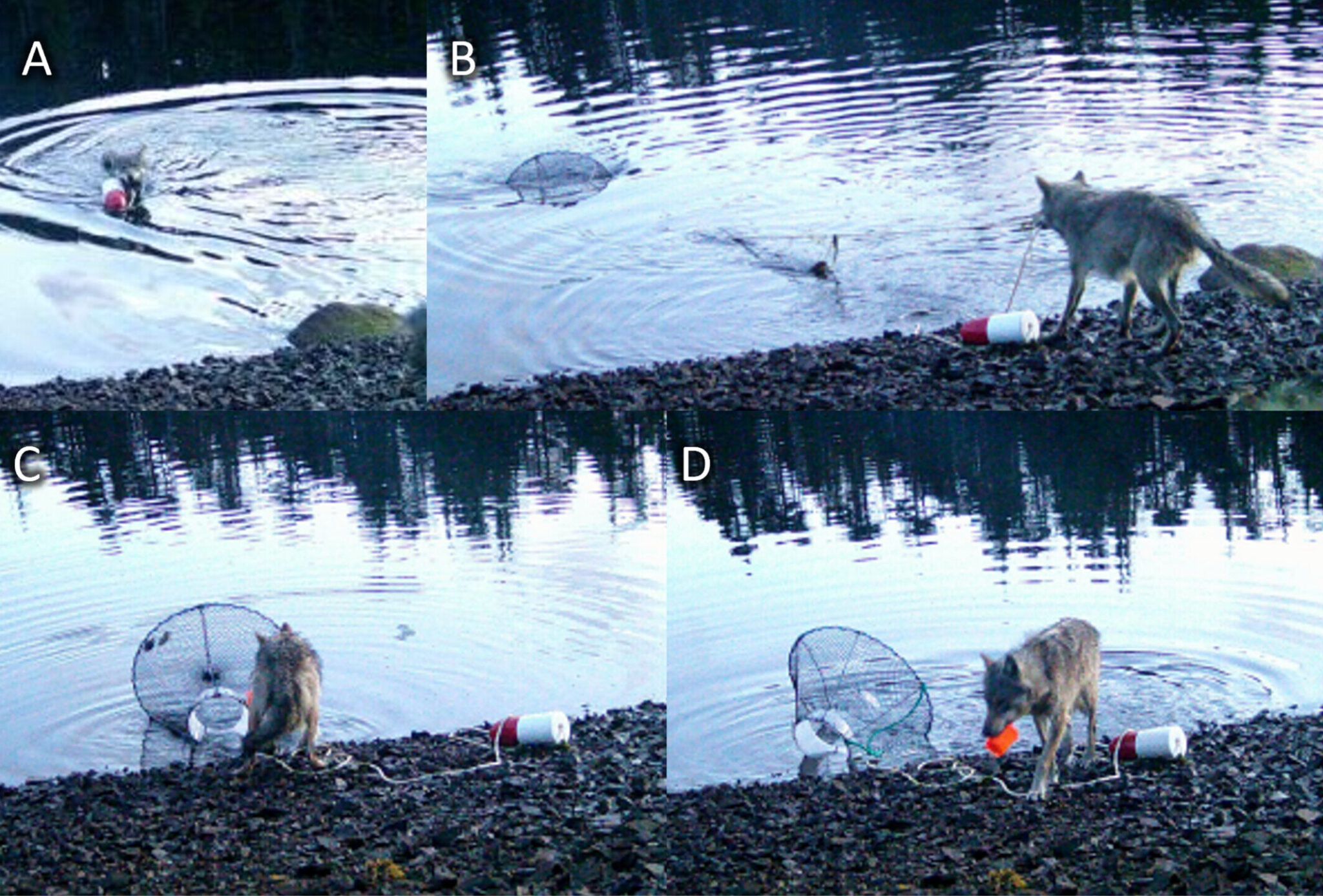 Is This the First Wolf in History to Use a Tool? New Footage Sparks ...