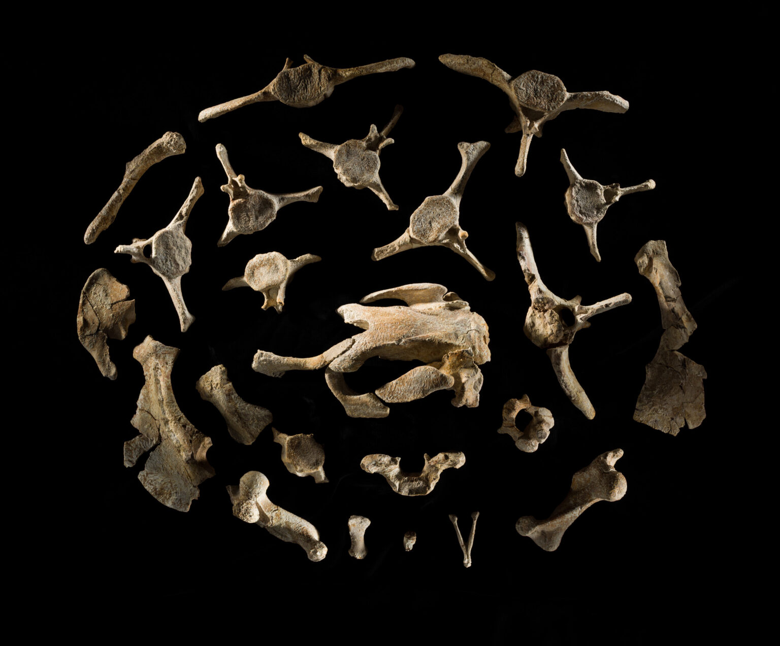 Ancient Sea Cows Once Roamed the Arabian Gulf 21 Million Years Ago and ...