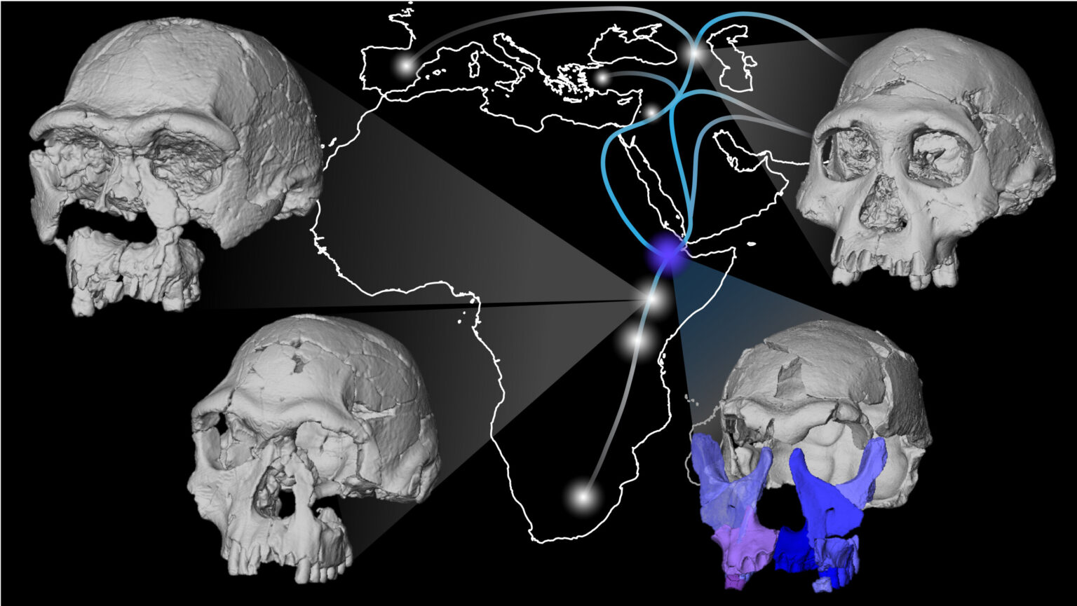 Scientists Bring a 1.5-Million-Year-Old Human Face Back to Life – You ...