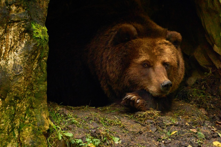 What If Humans Could Hibernate Like Bears?
