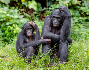 Why Are Humans the Only Species That Talk?
