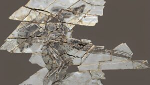 These Feathered Dinosaurs Had Wings but Couldn’t Fly — and Their ...