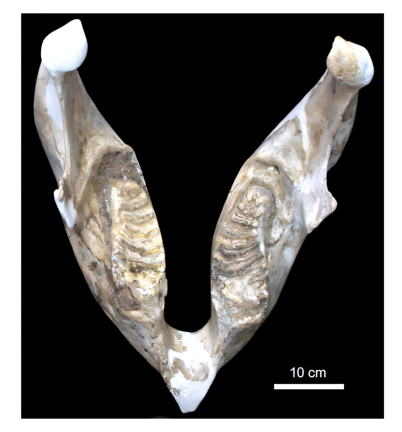 The Real-Life ‘Hobbits’ Disappeared 50,000 Years Ago. We Finally Know Why