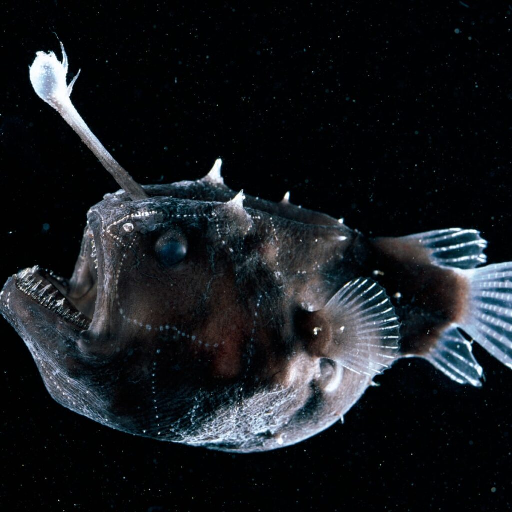 12 Deep-Sea Creatures That Look Like They’re From Another Planet