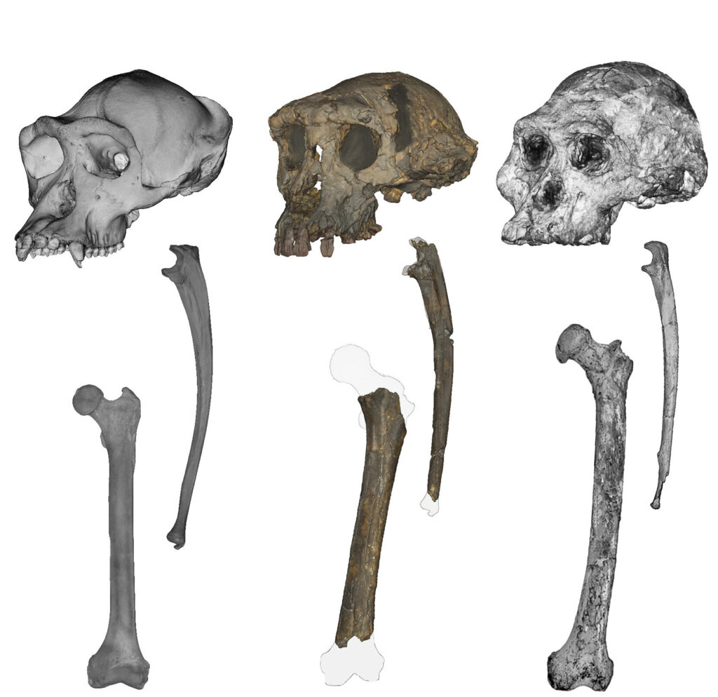 7 Million Years Ago, This Tiny Ape Stood Up—And Changed Our History Forever