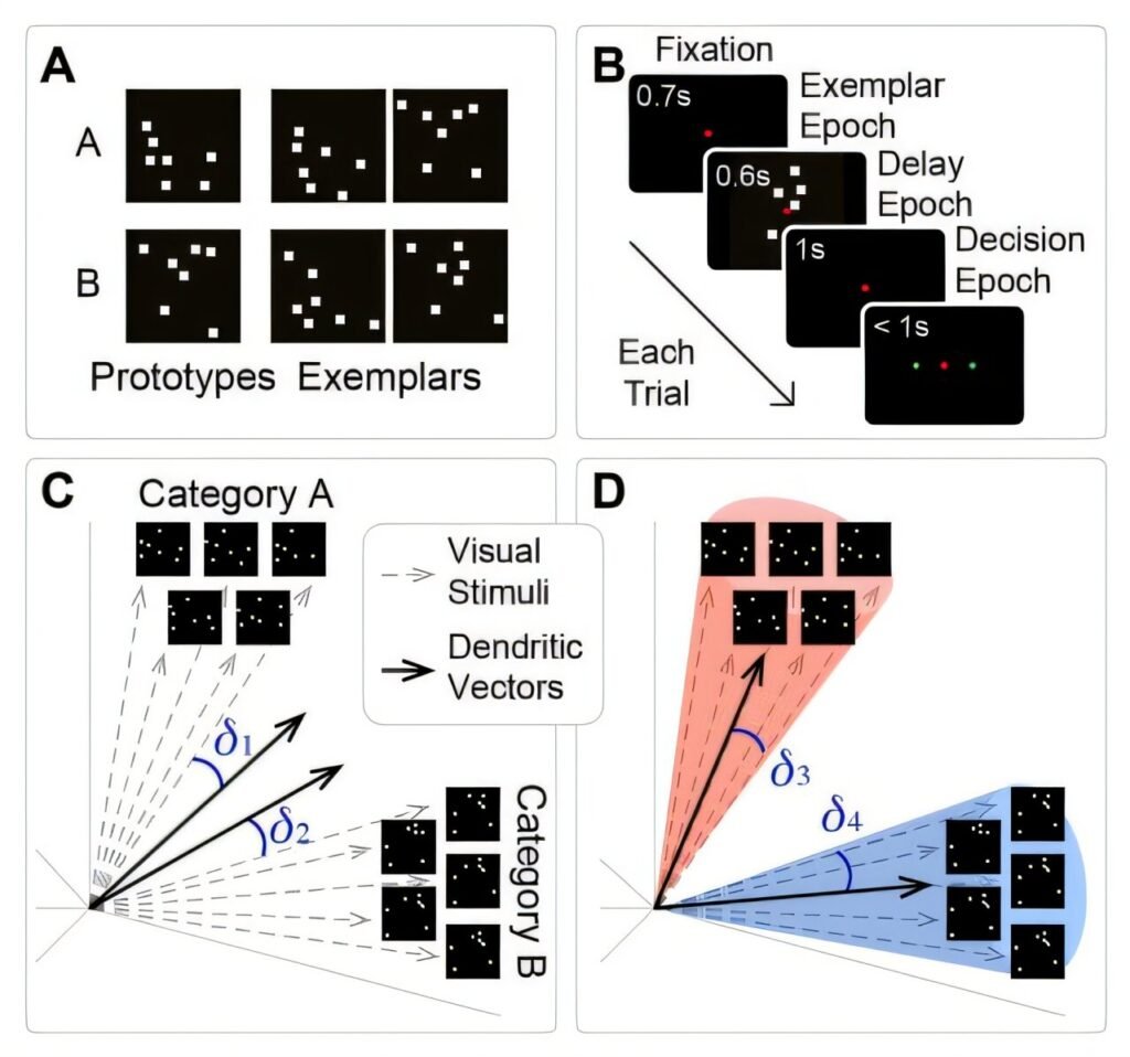Why Your Brain is Hardwired to Make Mistakes—And Why That’s a Good Thing