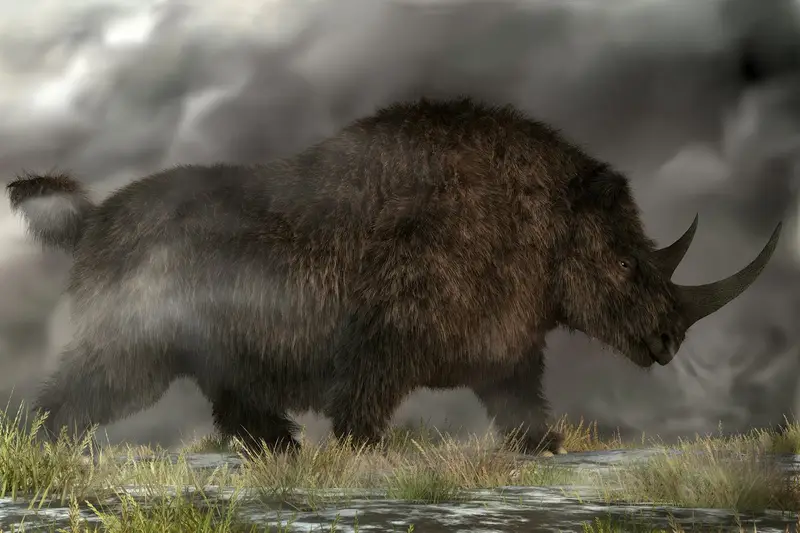 Scientists Found a Woolly Rhino's Last Meal Inside a 14,000-Year-Old ...