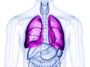 Scientists Finally Create a Human Lung on a Plastic Chip Using Only One ...