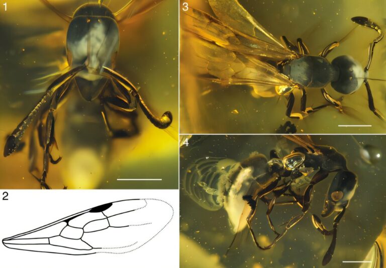 Scientists Finally Discovered the Missing Ancestor of the World’s Most ...