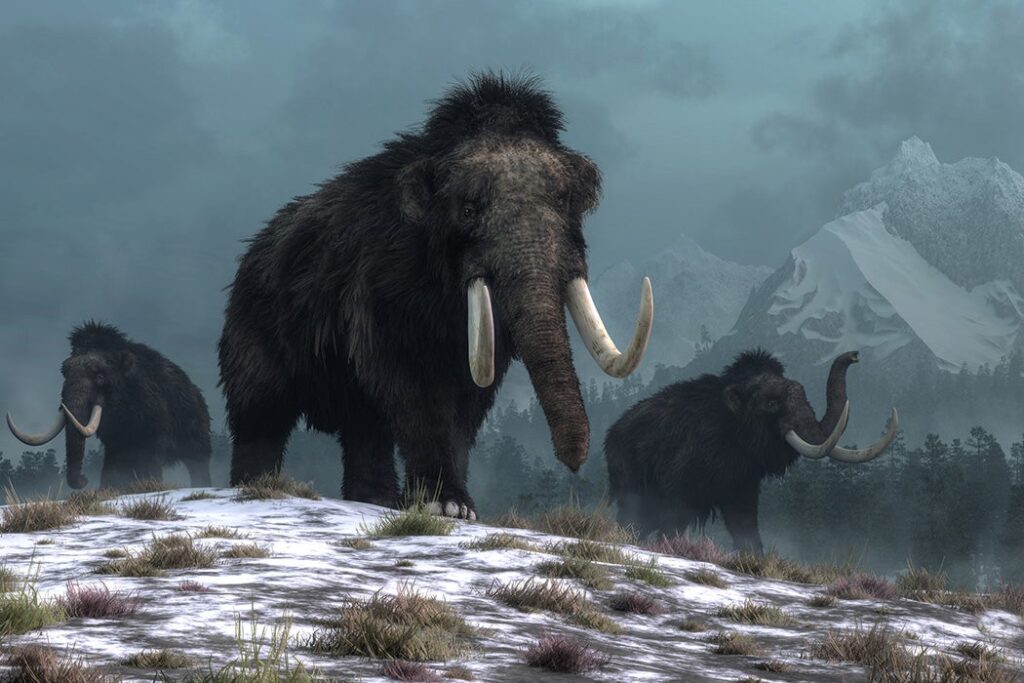 12 Surprising Facts About the Woolly Mammoth