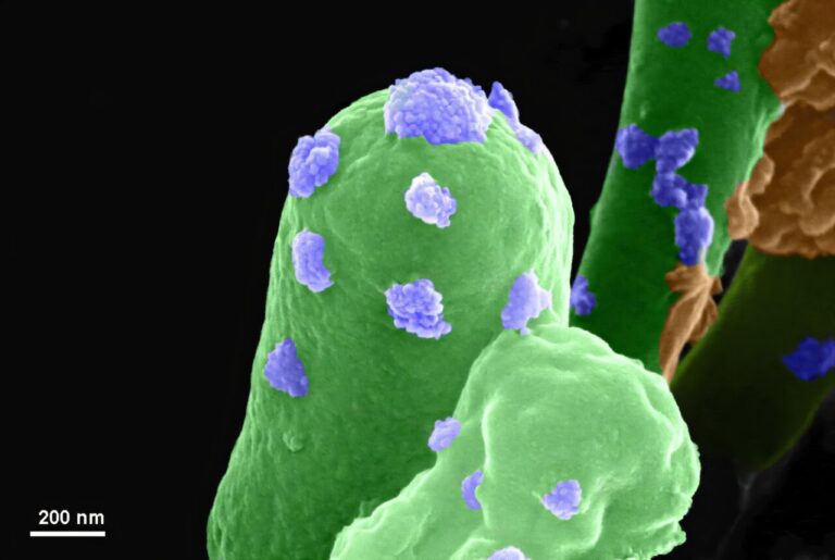 Scientists Discovered That Martian Soil Toxins Help Bacteria Grow ...