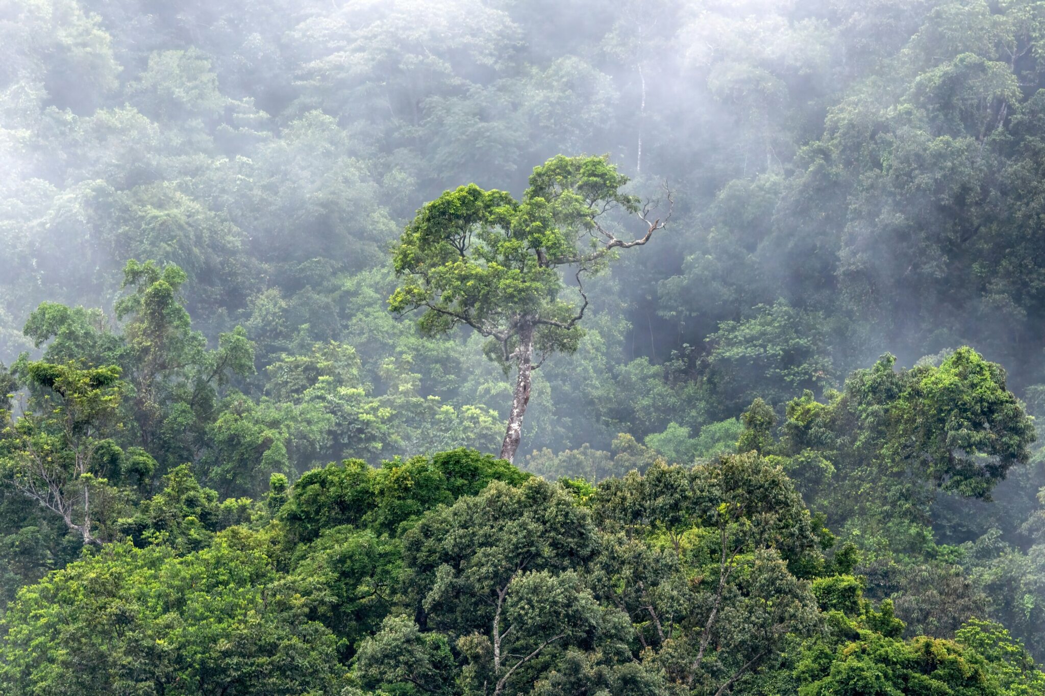 Tropical Forests Are Actually Giant Rain Machines Hiding in Plain Sight