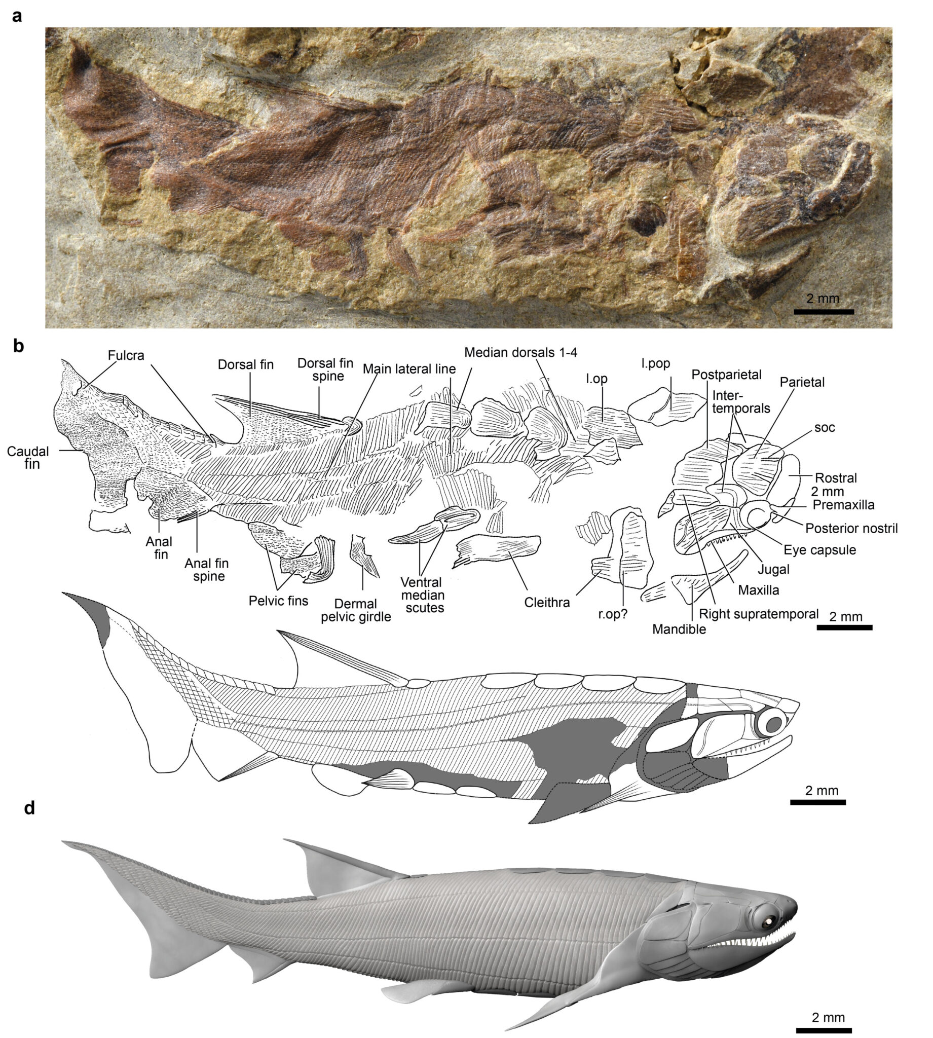 Scientists Finally Found the Missing Link That Explains How Fish ...