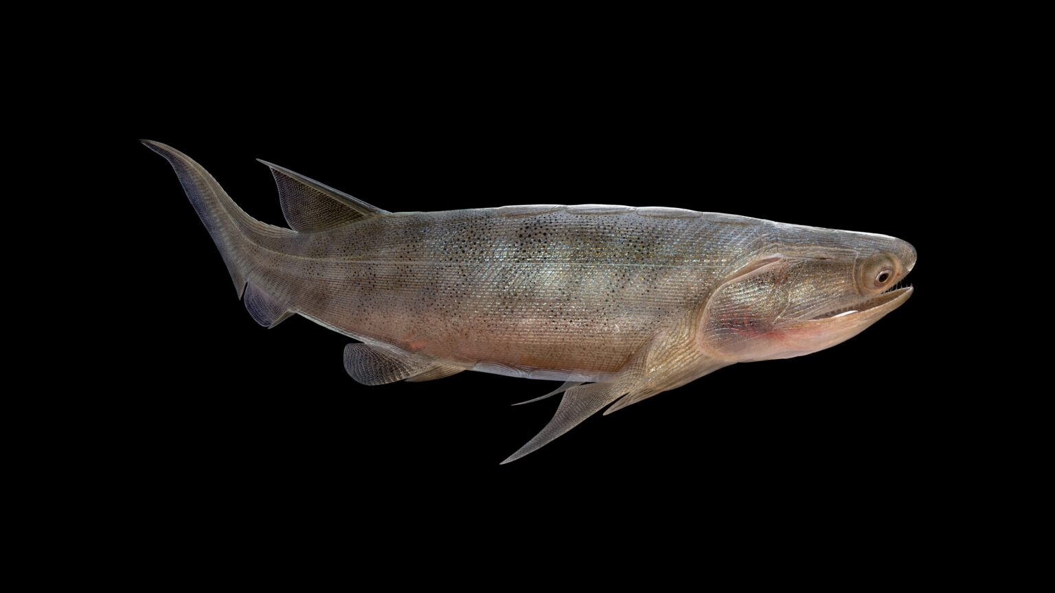 Scientists Finally Found the Missing Link That Explains How Fish ...