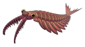 Anomalocaris: The World’s First Apex Predator