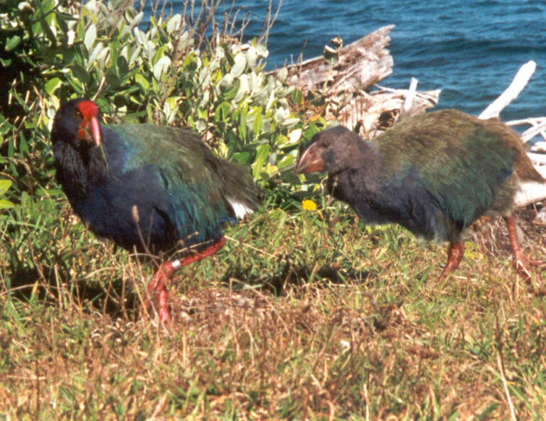 The Mystery of the Lazarus Taxa: Animals That “Came Back” from Extinction