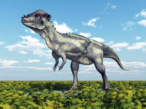 5 Surprising Facts About the Pachycephalosaurus (Bone-Headed Dinosaur)