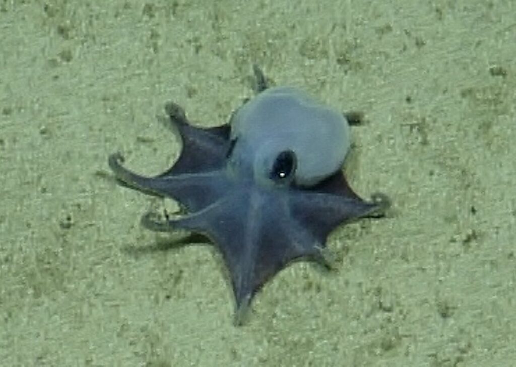 Tiny Blue Octopus Found 5,800 Feet Deep Turns Out to Be a Species Never ...